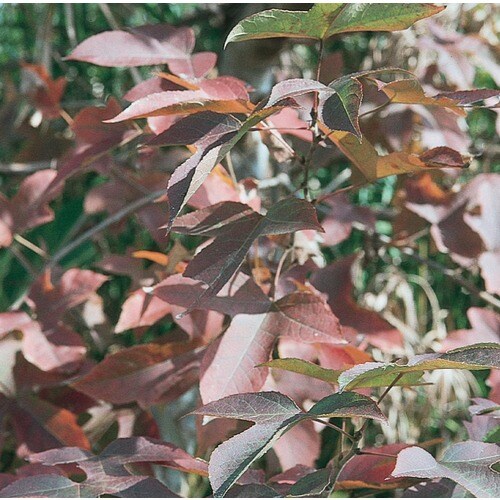 12.7-Gallon Burgundy Sweet Gum Shade Tree in Pot (With Soil) (L7529) at ...