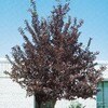 12.7-Gallon White Canada Red Flowering Cherry Feature Tree in Pot (With ...