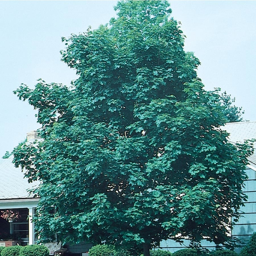 12.7-Gallon Emerald Queen Norway Maple Shade Tree in Pot (With Soil ...