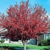 3.64-Gallon Red Crabapple Prairiefire Flowering Tree in Pot (With Soil ...