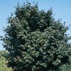 7.28-Gallon Maple Norway Deborah Shade Tree in Pot (With Soil) (L6141 ...