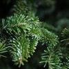 7-8 ft Fraser Fir Real Christmas Tree at Lowes.com