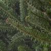 7-8 ft Fraser Fir Real Christmas Tree at Lowes.com