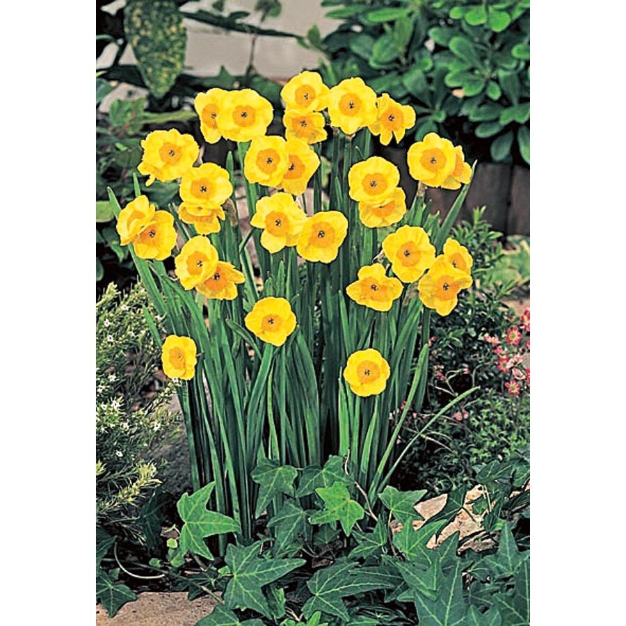 Garden State Bulb Sun Disc Daffodil Bulbs (Lb20149) at Lowes.com