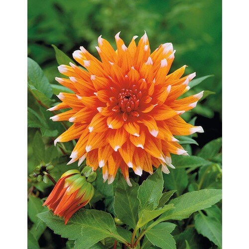 Garden State Bulb 2 Pack Color Spectacle Dahlia Bulbs (LB21793) in the ...
