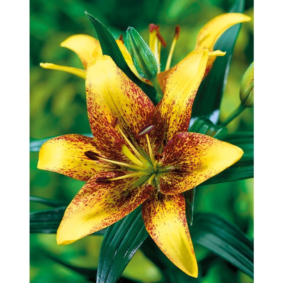 Garden State Bulb Latvia Asiatic Lily at Lowes.com