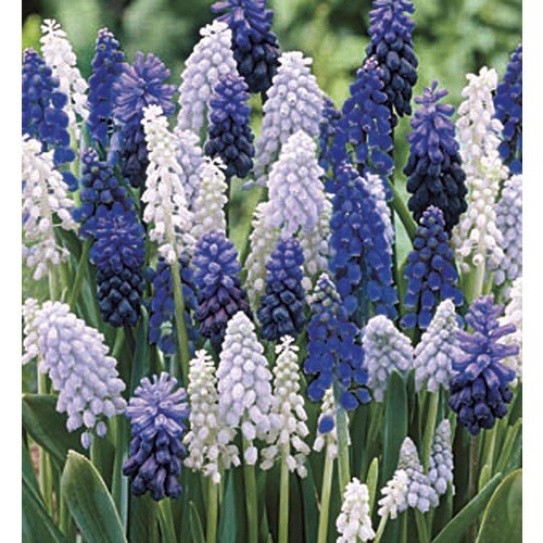 Garden State Bulb 30-Pack Grape Hyacinth (Mixed) Bulbs in the Plant ...