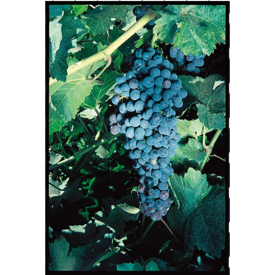 Garden State Bulb Mars Seedless Grape at Lowes.com