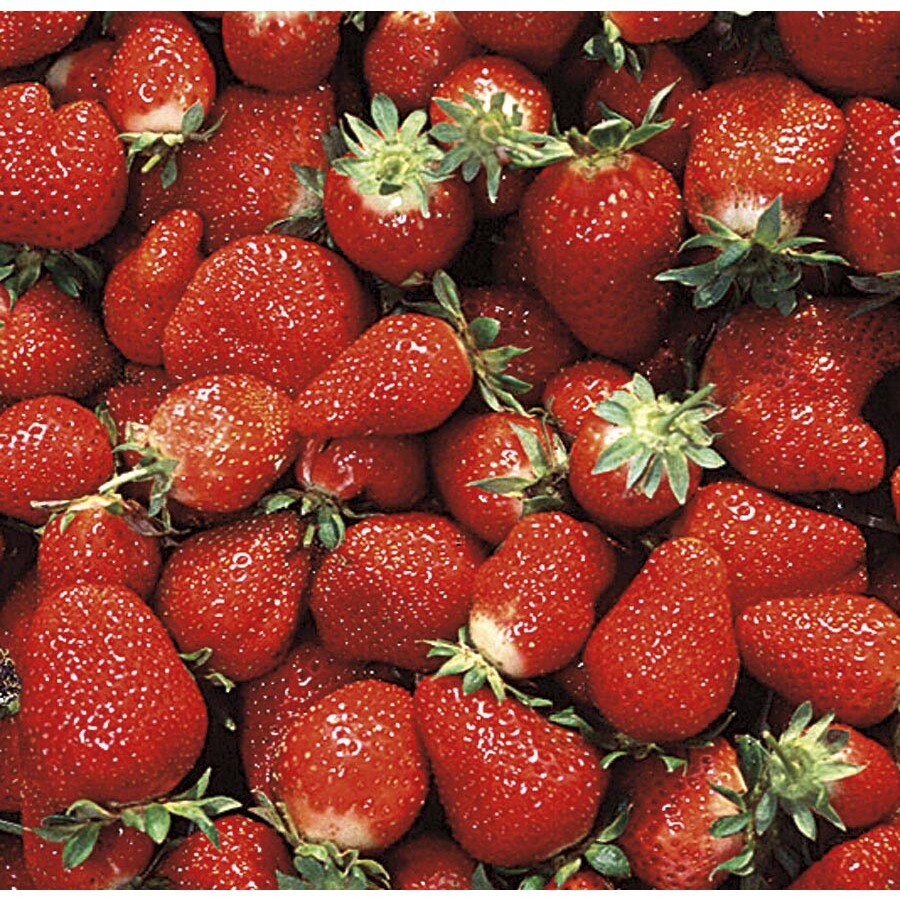 Garden State Bulb 10-PACK STRAWBERRY ALL STAR BULBS at Lowes.com
