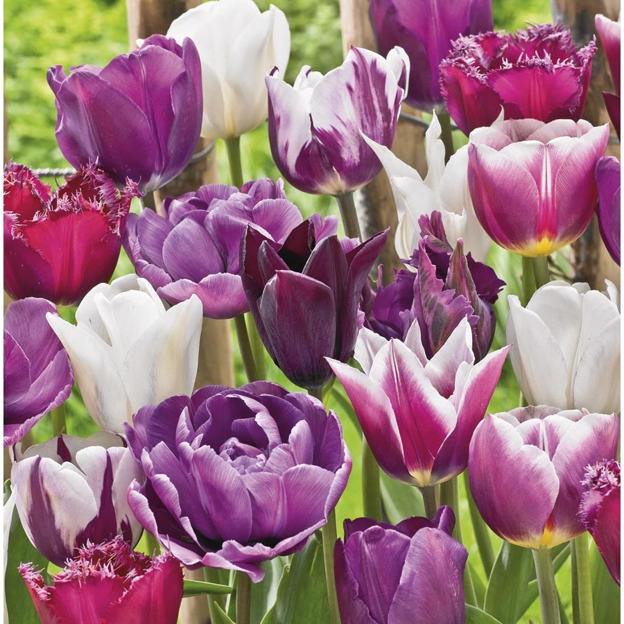 Garden State Bulb Purple Delight Tulip Collection Bulbs (Lb22532) at ...