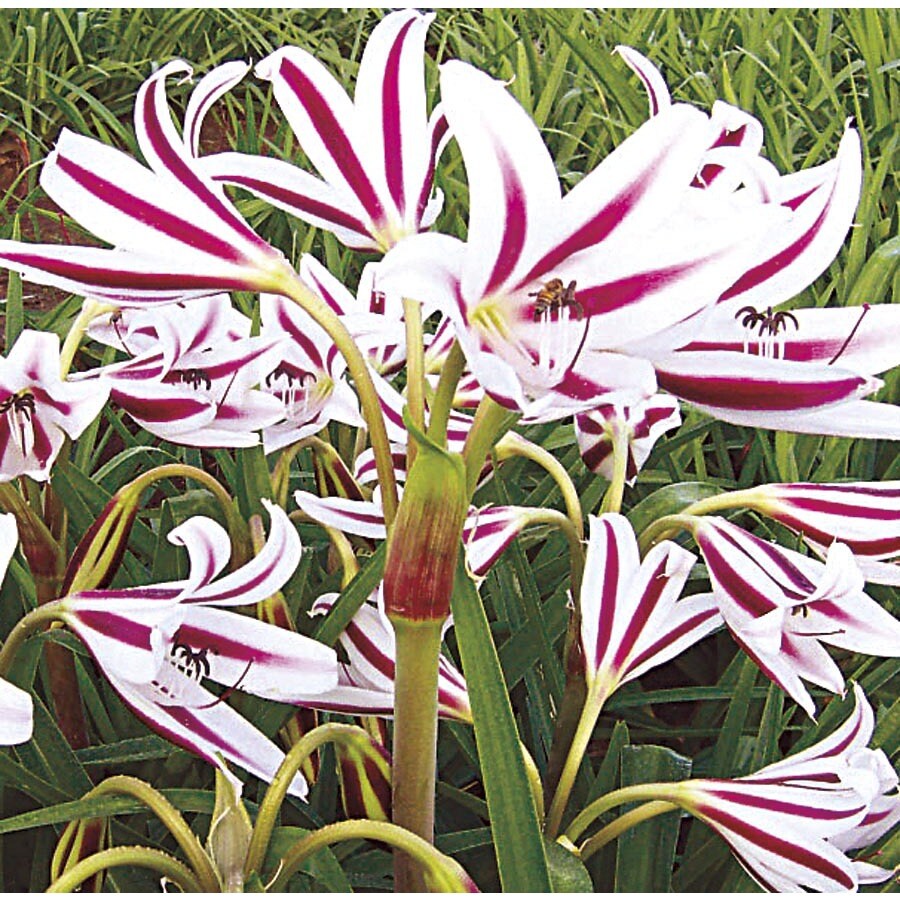 Garden State Bulb Stars and Stripes Crinium Bulbs (Lb22084) at Lowes.com