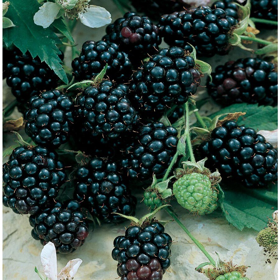 Garden State Bulb BLACKBERRY ARAPAHO 1-CT at Lowes.com