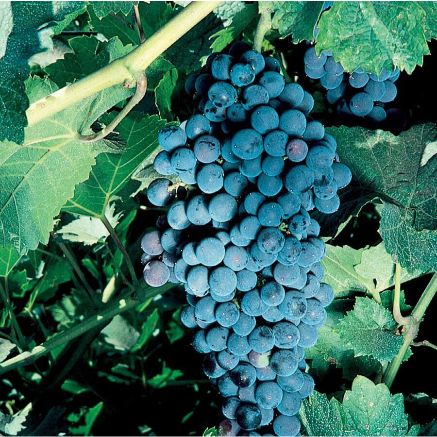 Garden State Bulb GRAPE MARS SEEDLESS at Lowes.com
