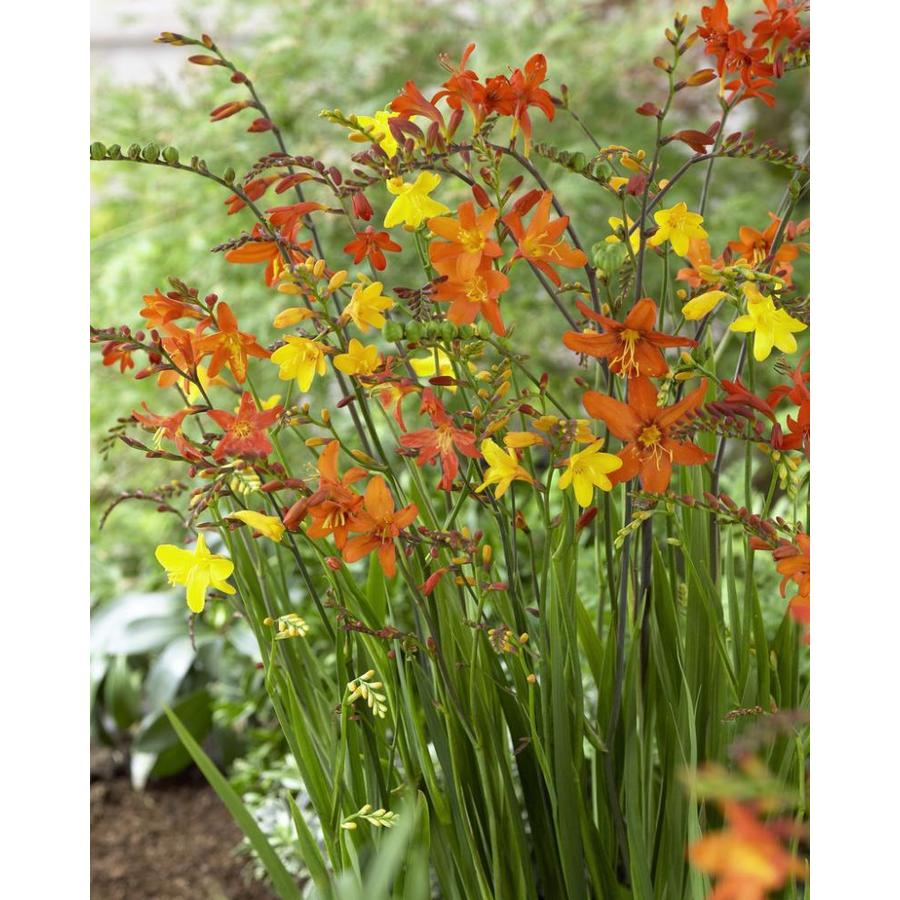 Garden State Bulb 15-Pack Crocosmia Mixed Bulbs (LB21787) at Lowes.com