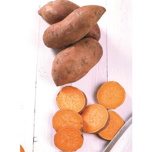 Garden State Bulb 2-Pack Seed Potato Orleans Bulbs (LB22726) in the ...