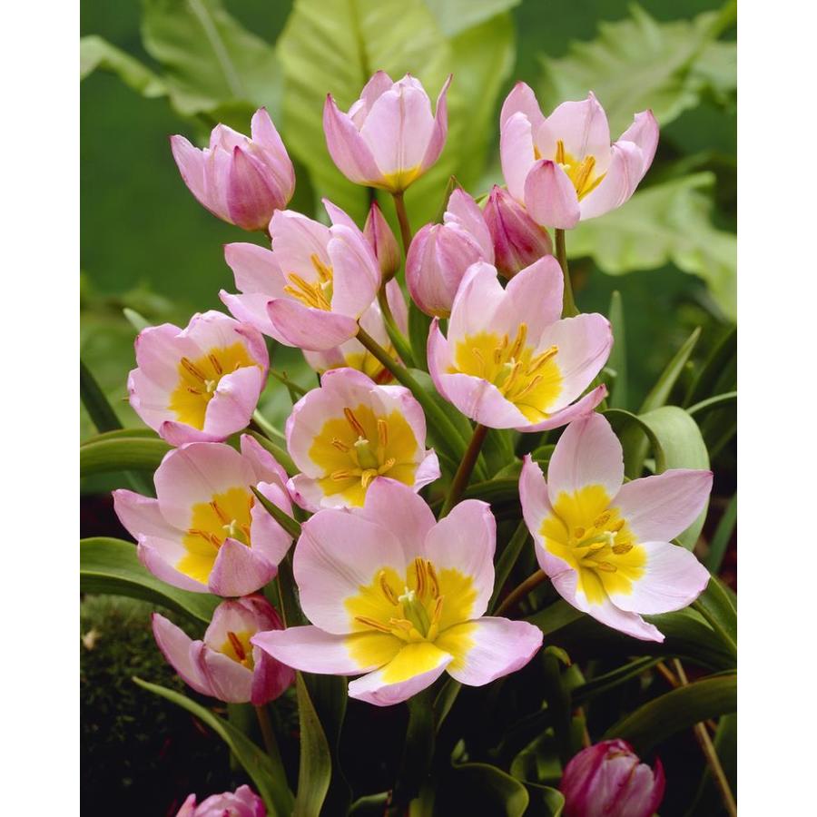 Garden State Bulb 20.0 Pack Bakeri Lilac Wonder Tulip Bulbs (L28921) at ...