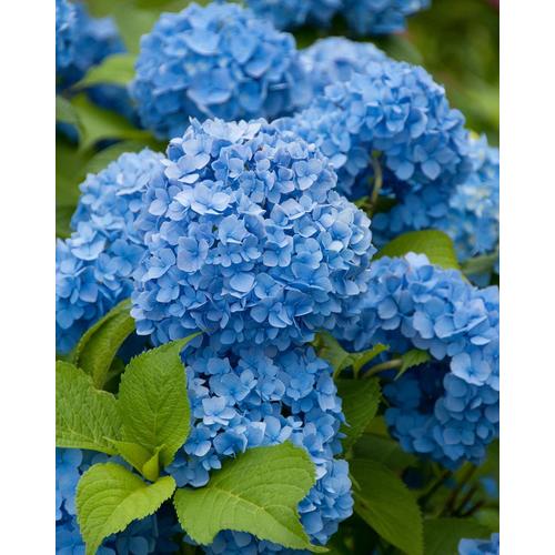 Garden State Bulb 1-Pack Hydrangea Nikko Blue Bulbs (L5596) in the ...
