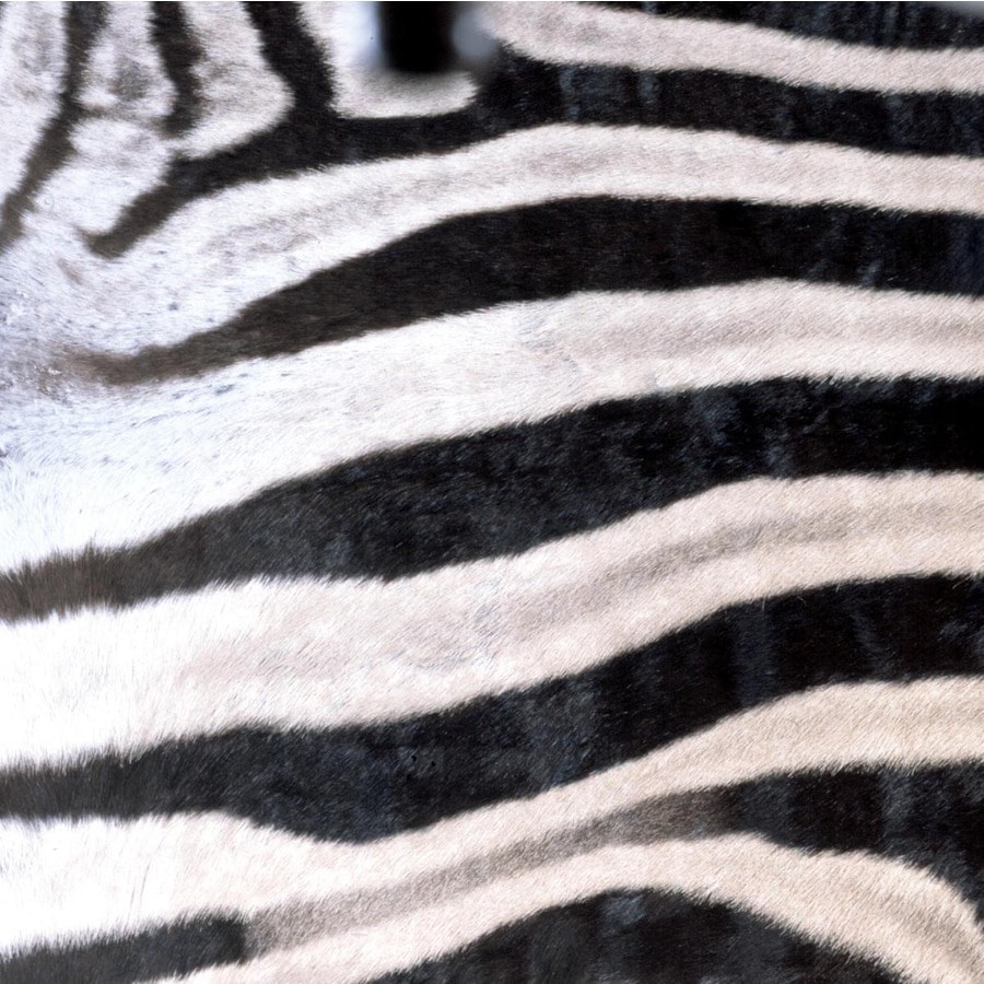 Wilsonart 48-in x 96-in Zebra Laminate Kitchen Countertop Sheet at ...