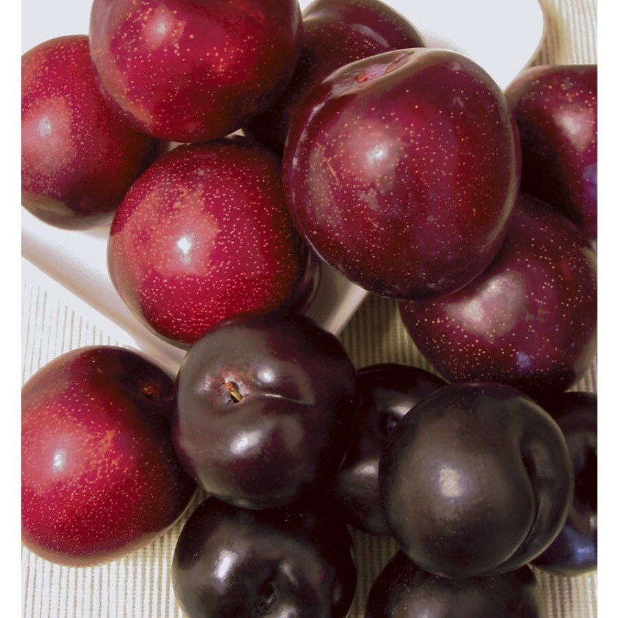 Prunus Salicina Tree (L7013) at Lowes.com
