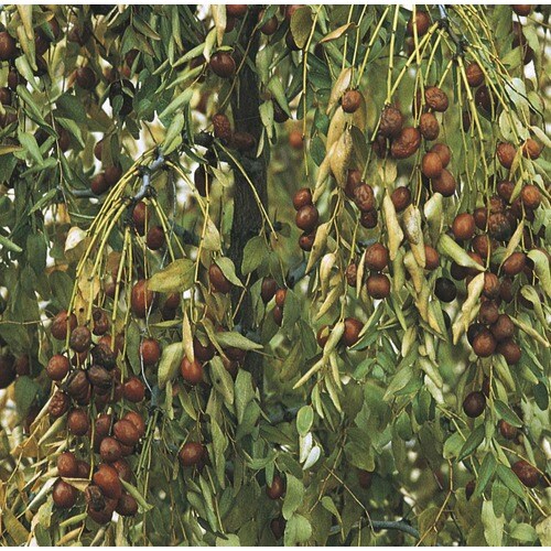 Zizyhphus Jujube 'Lang' Tree (L22123) in the Fruit Plants department at ...