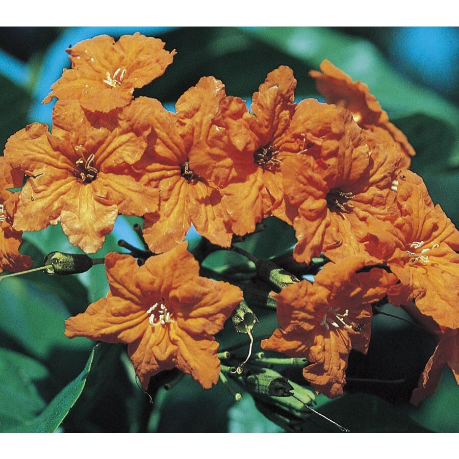 2-Quart Orange Geiger Flowering Tree (L23447) in the Trees department ...