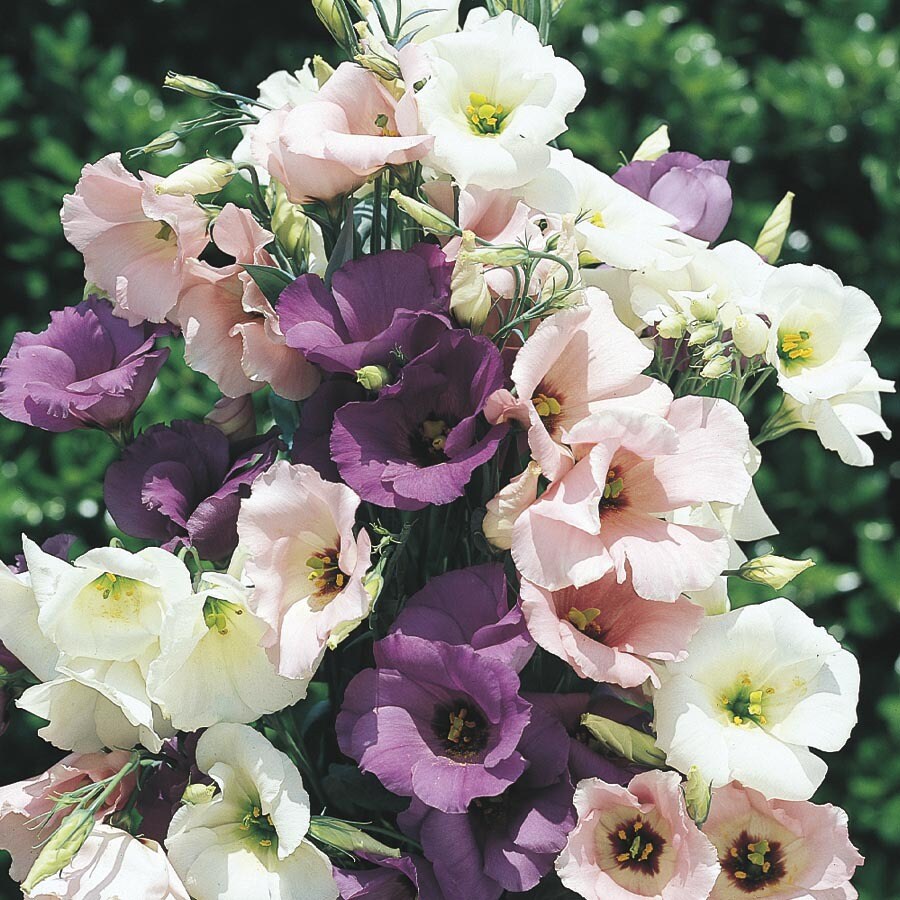1-Pint Multicolor Lisianthus (L03652) at Lowes.com