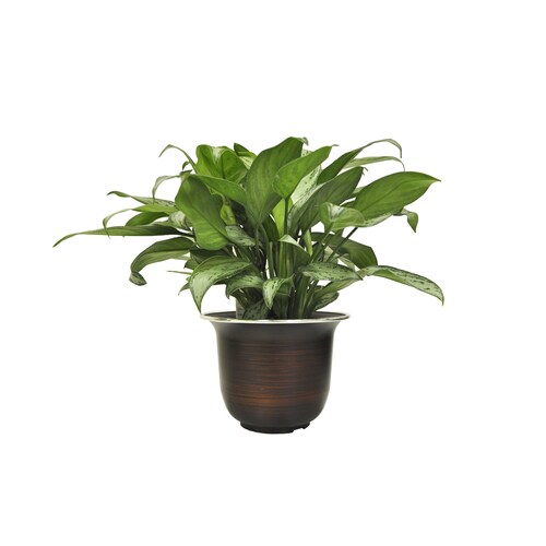 Exotic Angel Plants Aglaonema (L20910hp) in the House Plants department ...