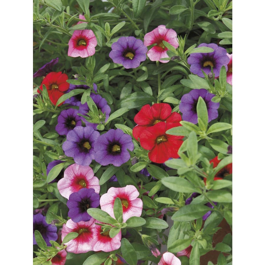 1-Pint Multicolor Calibrachoa in Pot (L17603) at Lowes.com