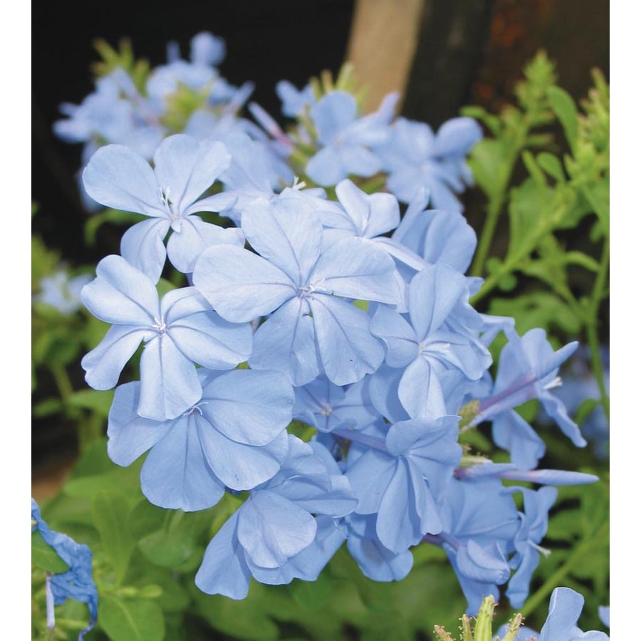 1-Gallon Multicolor Plumbago (L0009) at Lowes.com