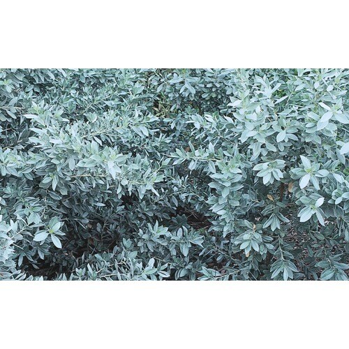 Silver Buttonwood Accent Shrub in Pot (With Soil) (L6757) at Lowes.com