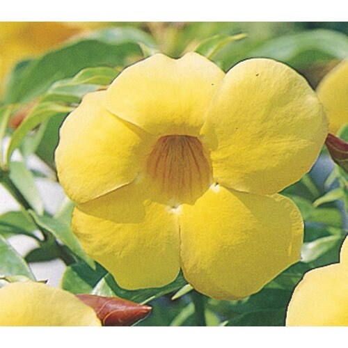 Yellow Allamanda Bush Flowering Shrub in Pot (With Soil) (L3415) in the ...