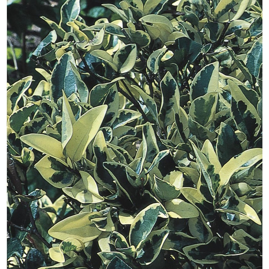 White Howardi Ligustrum Foundation/Hedge Shrub in Pot (With Soil ...