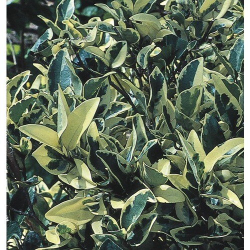 White Howardi Ligustrum Foundation/Hedge Shrub in Pot (L7473) in the ...