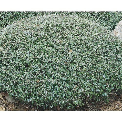 Schillings Dwarf Yaupon Holly Foundation/Hedge Shrub in Pot (With Soil ...
