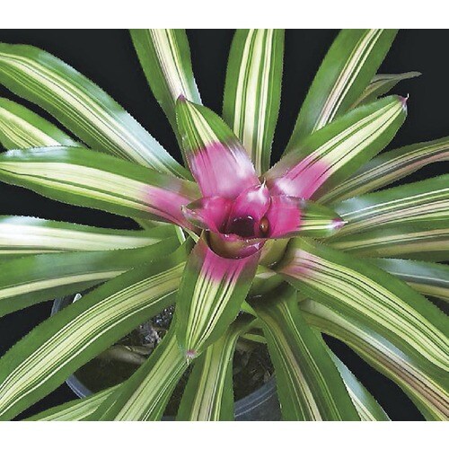 In Tricolor Bromeliad (L25743) at Lowes.com