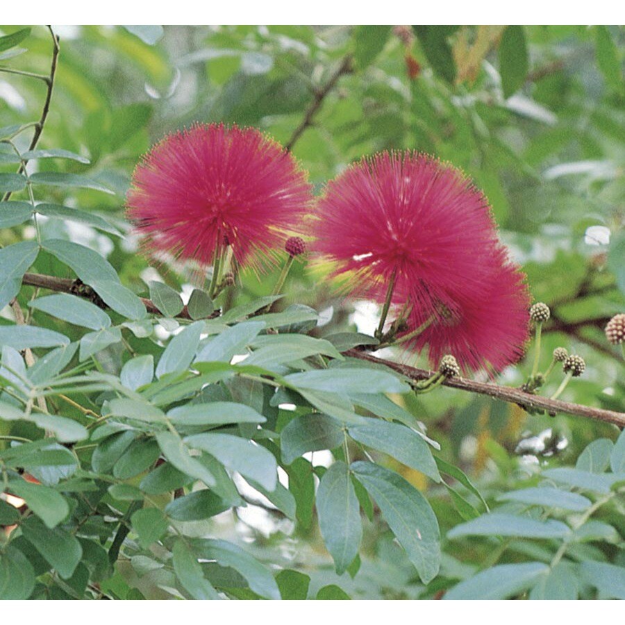 1.75-Gallon Red Pink Powderpuff Flowering Tree (L11690) at Lowes.com