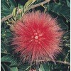 Pink Dwarf Pink Powder Puff Accent Shrub in Pot (With Soil) (L14495) at ...