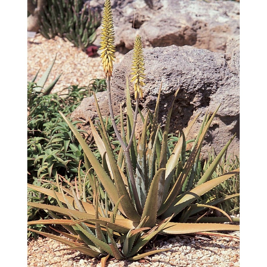 Aloe Barbadensis in (L4365) at Lowes.com