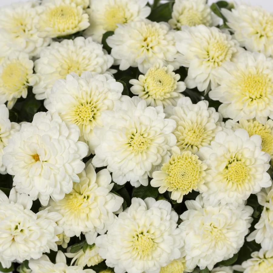 1-Pint White White Mum in Pot (L5843) in the Annuals department at ...