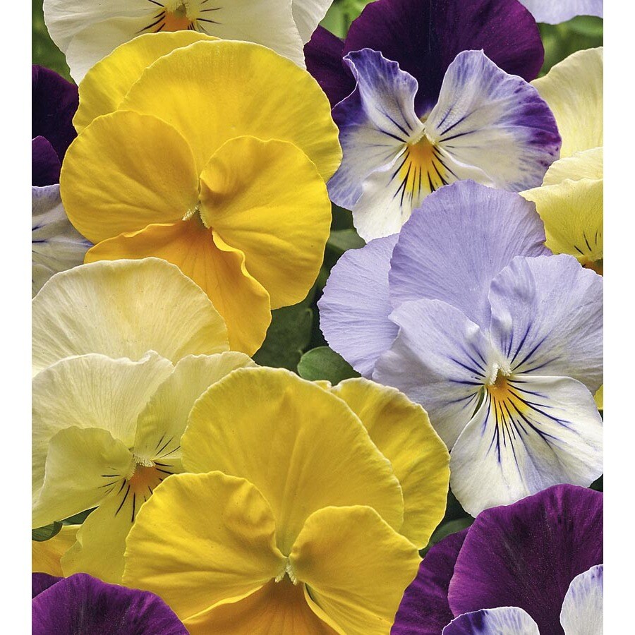 2.5-Quart Multicolor Cool Wave Mix Spreading Pansy (L24612) at Lowes.com