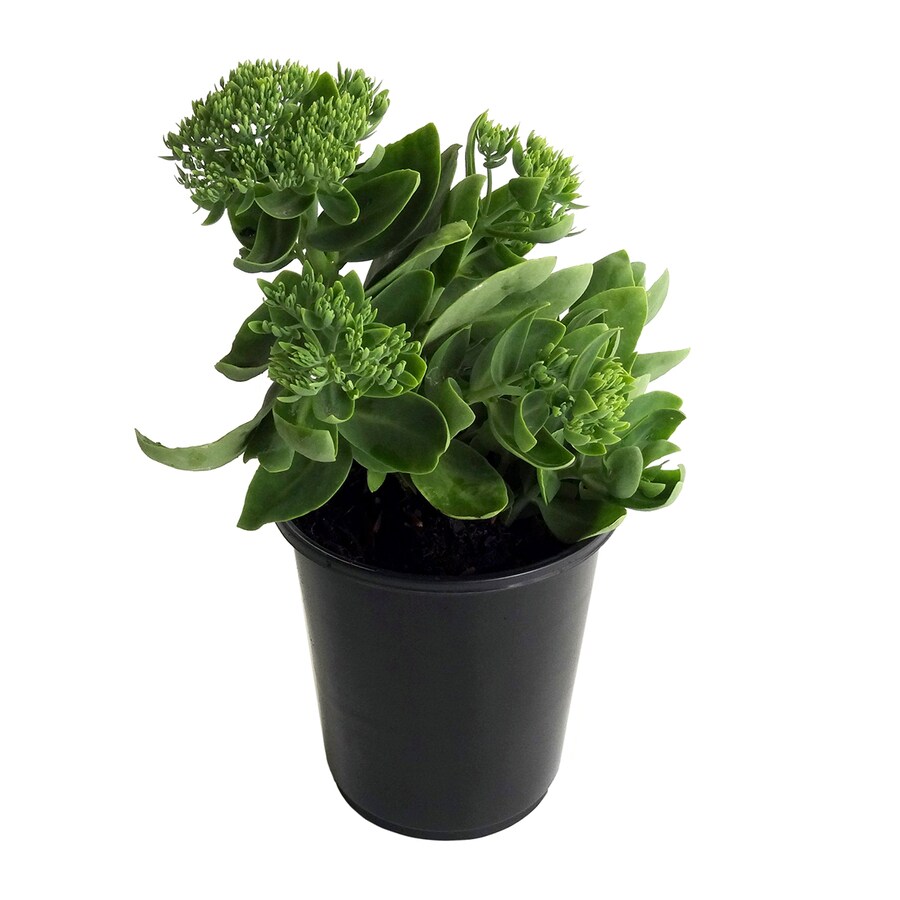 1-Quart Potted Sedum in the Perennials department at Lowes.com