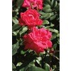 In Red Double Knock Out Rose (Lw02389) at Lowes.com