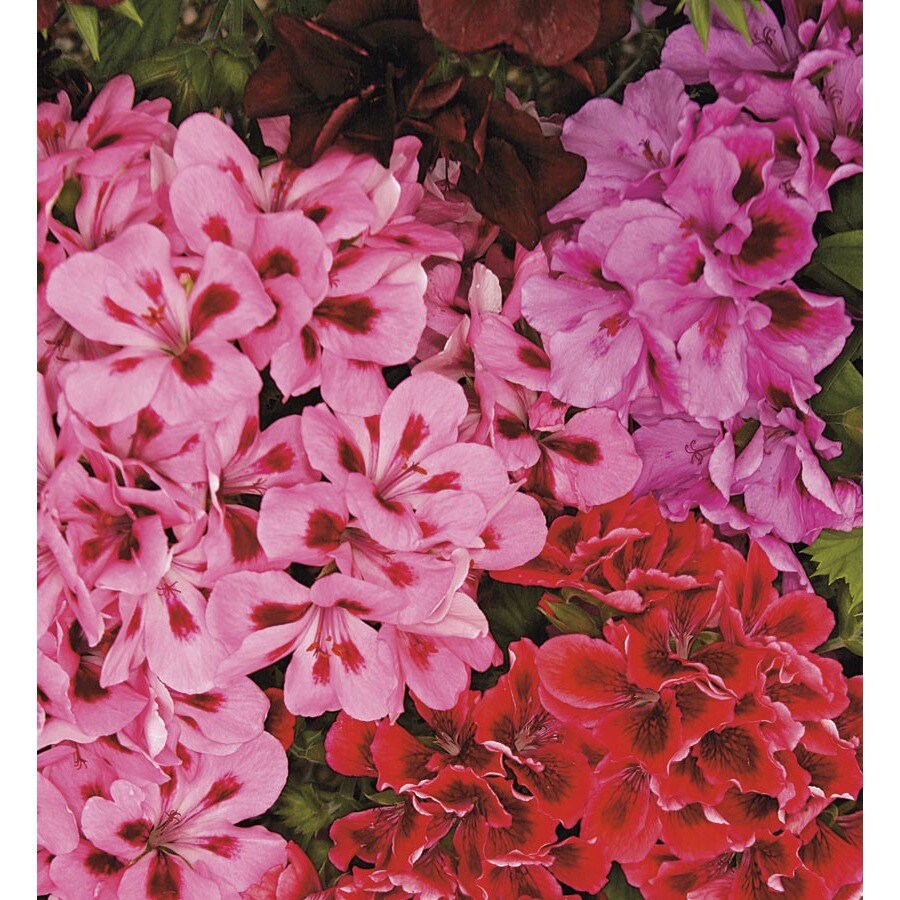 1.66-Quart Multicolor Martha Washington Geranium (L9583) at Lowes.com