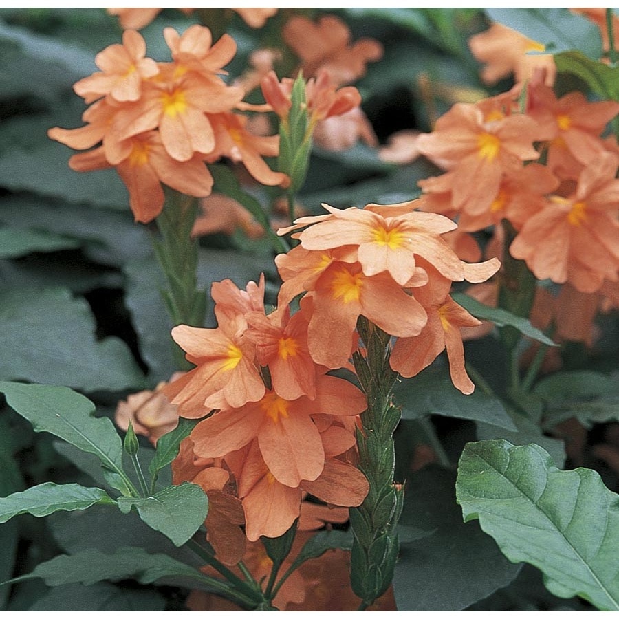 1.5-Gallon Orange Crossandra in Pot (L9851) at Lowes.com