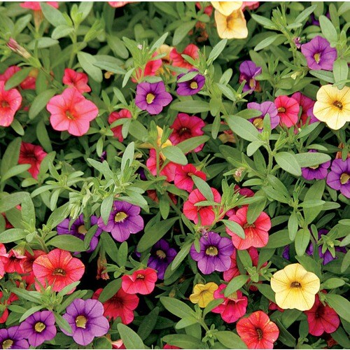 1-Quart Multicolor Calibrachoa in Pot (L17603) at Lowes.com