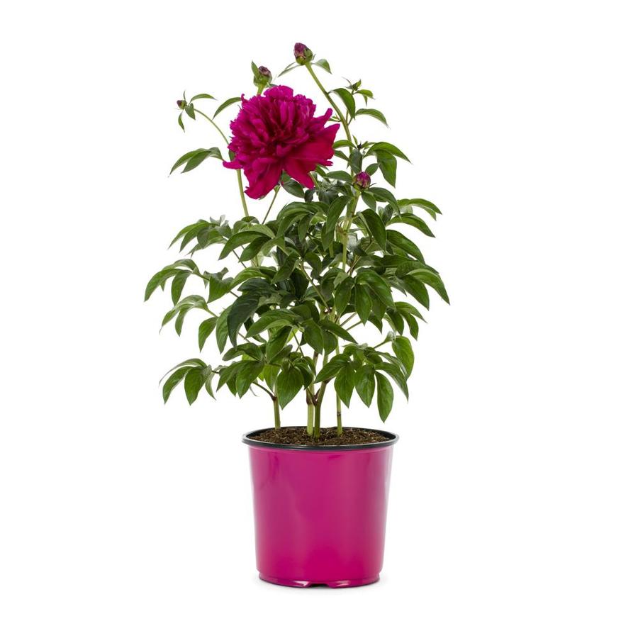 1.5-Gallon in Pot Peony (Lb22425) at Lowes.com