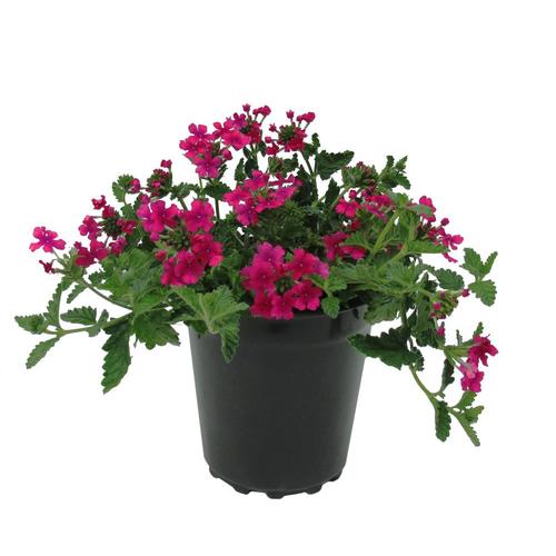 2.5-Quart Multicolor Verbena in Pot (L3164) in the Annuals department ...