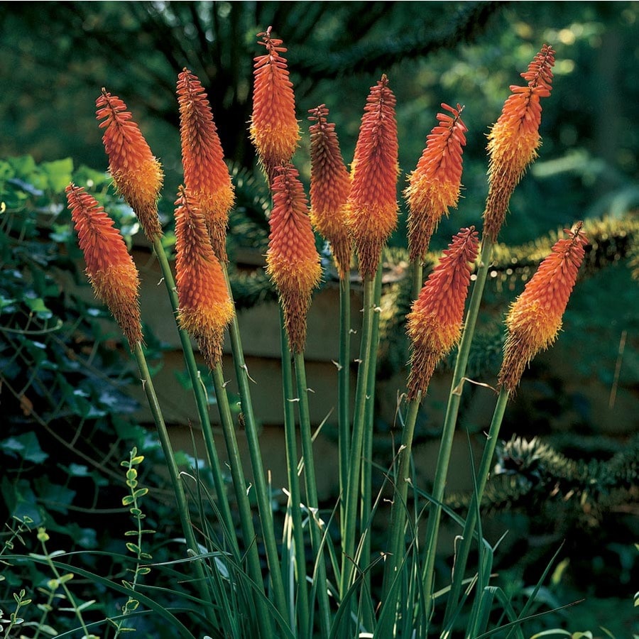 1-Gallon Red Hot Poker (L5331) in the Perennials department at Lowes.com