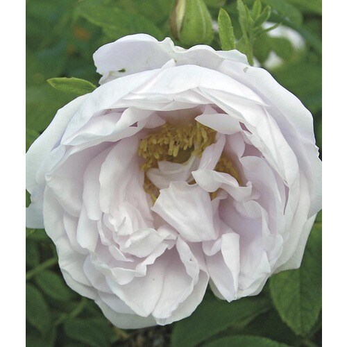 in Pink Dwarf Pavement Rose (L23968) in the Roses department at Lowes.com