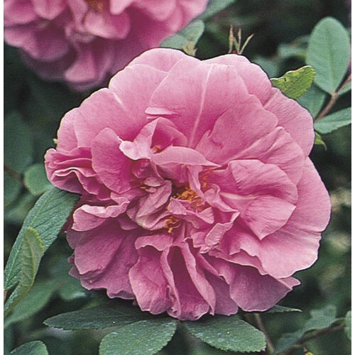 In Pink Therese Bugnet Rose (L7559) at Lowes.com